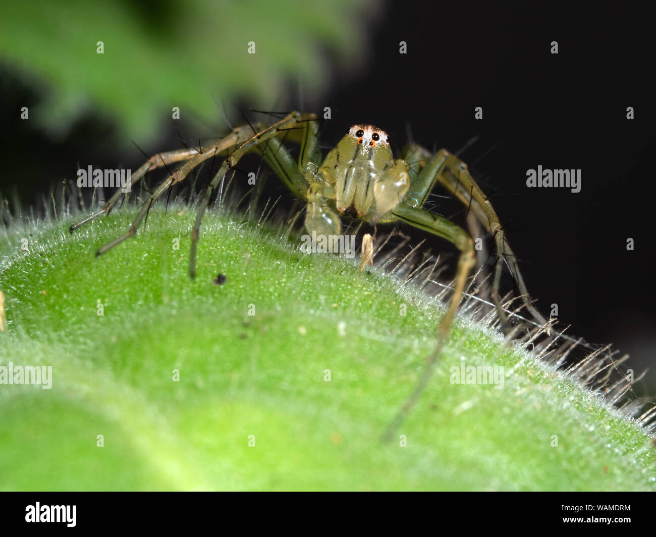 Macro Photography of Green Jumping Spider on Green Leaf Stock Photo - Alamy