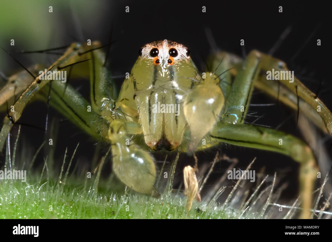 Macro Photography of Green Jumping Spider on Green Leaf Stock Photo - Alamy