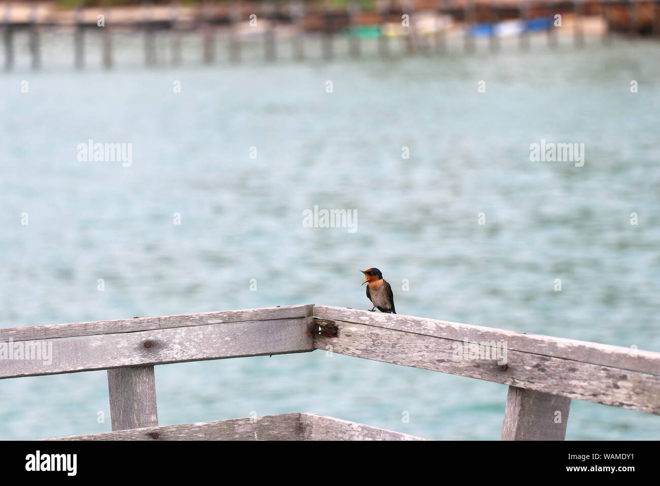 The small bird is in the back of the wooden chair and is opening his ...