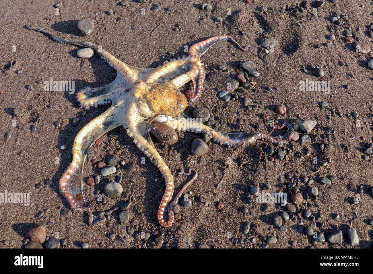 A colorful large octopus climbs along the beach with black volcanic ...