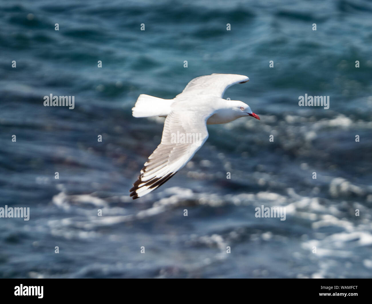 Seagull flying over ocean Stock Photo - Alamy