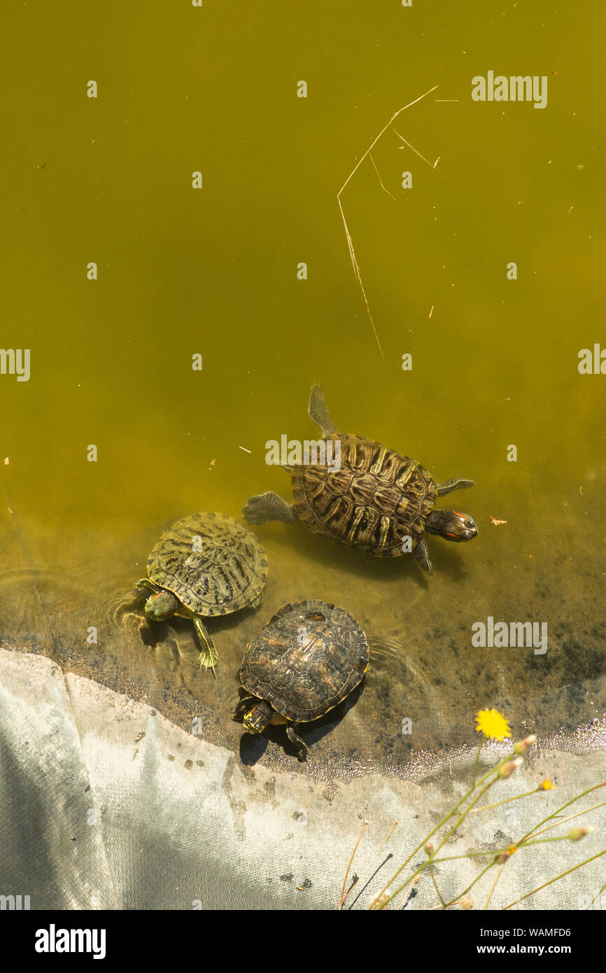 turtle in a pond Stock Photo - Alamy