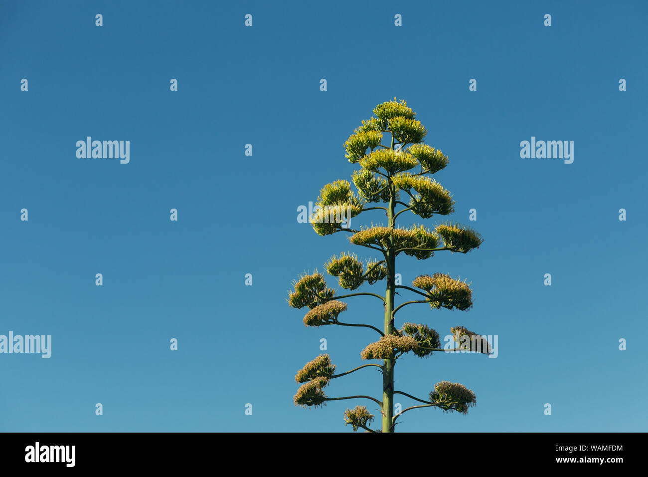 Agave stalk flowers hi-res stock photography and images - Alamy