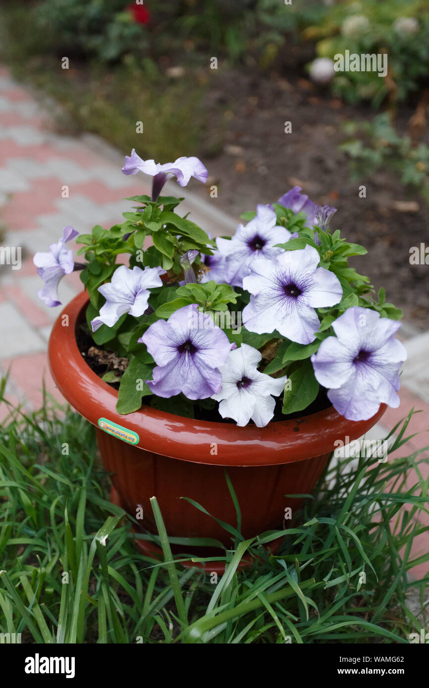Petunia flower purple lilac garden petal plant hi-res stock photography ...