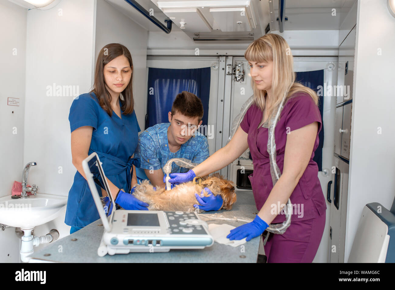 Professional pet doctors doing ultrasound scan for dog breed yorkshire ...