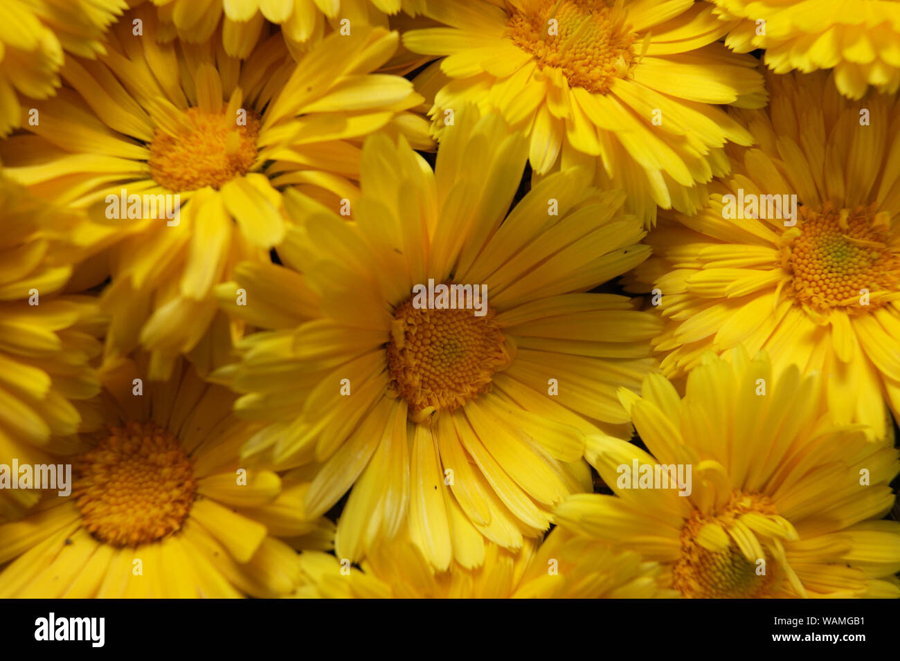 Decorative background from flowering flower yellow colour Stock Photo ...