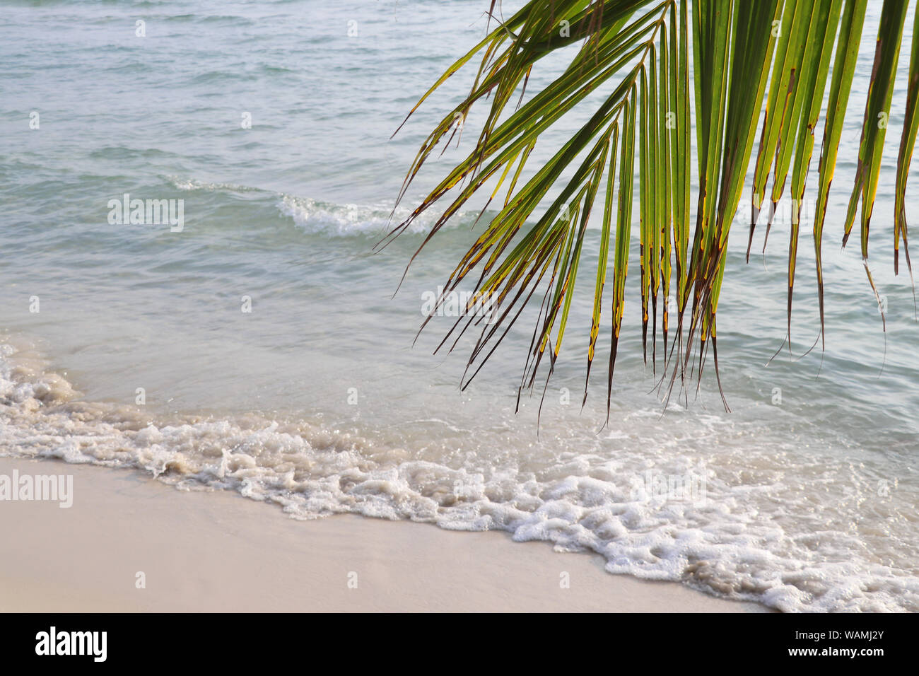 The stem of the coconut tree with a beach background Stock Photo - Alamy