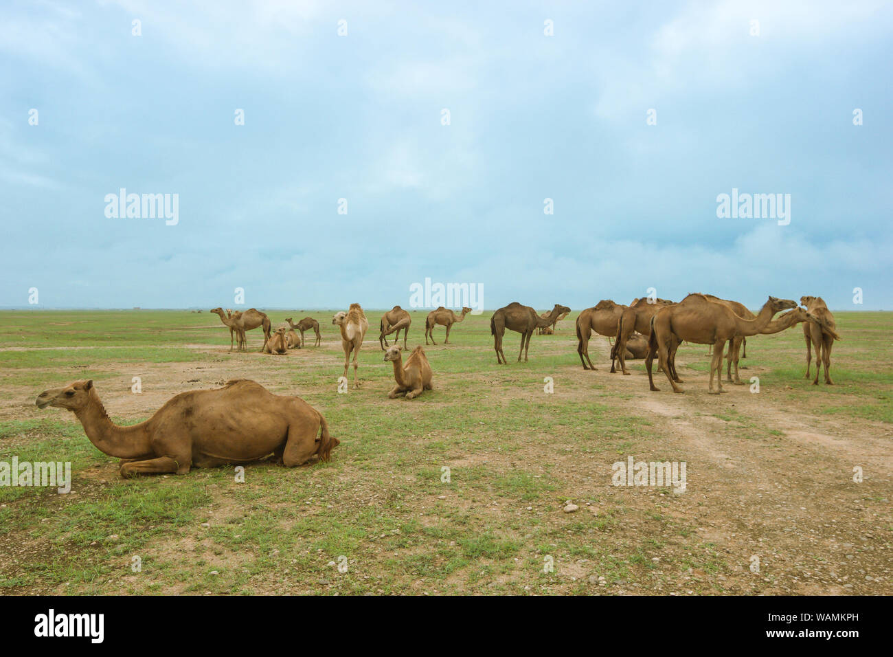 Camel Flock in Salalah Oman Stock Photo - Alamy