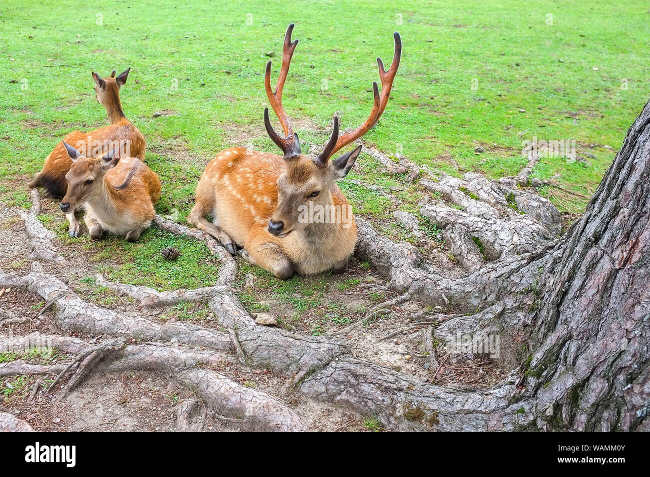 The sacred deer of Nara, Nara-Shi in Japan. The deer are sika deer ...