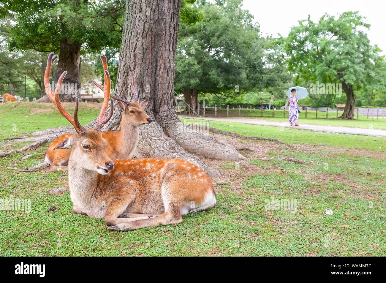 Japanese deer hi-res stock photography and images - Alamy