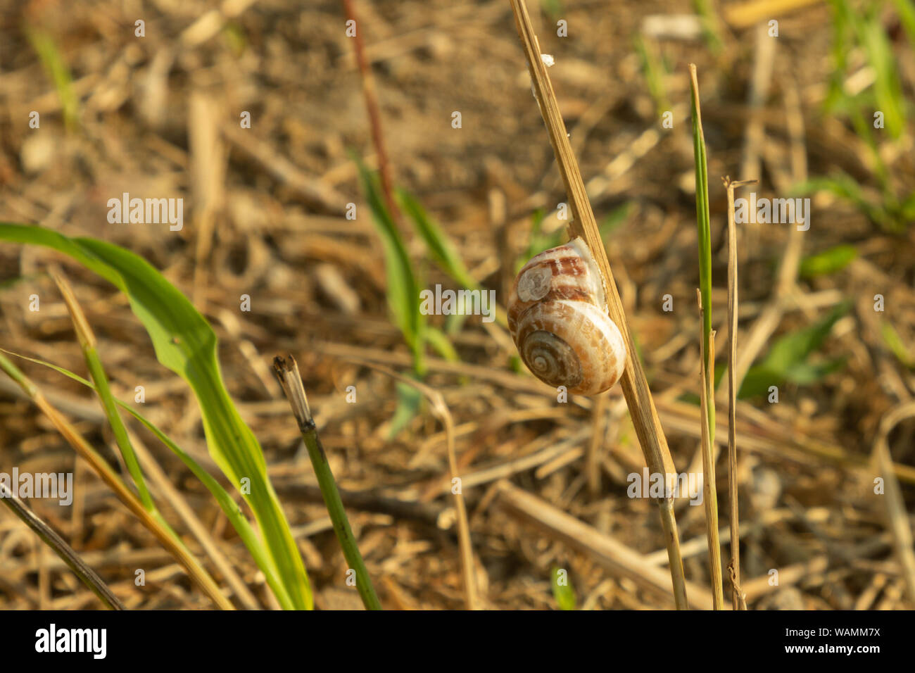 snail on a blade of grass Stock Photo - Alamy
