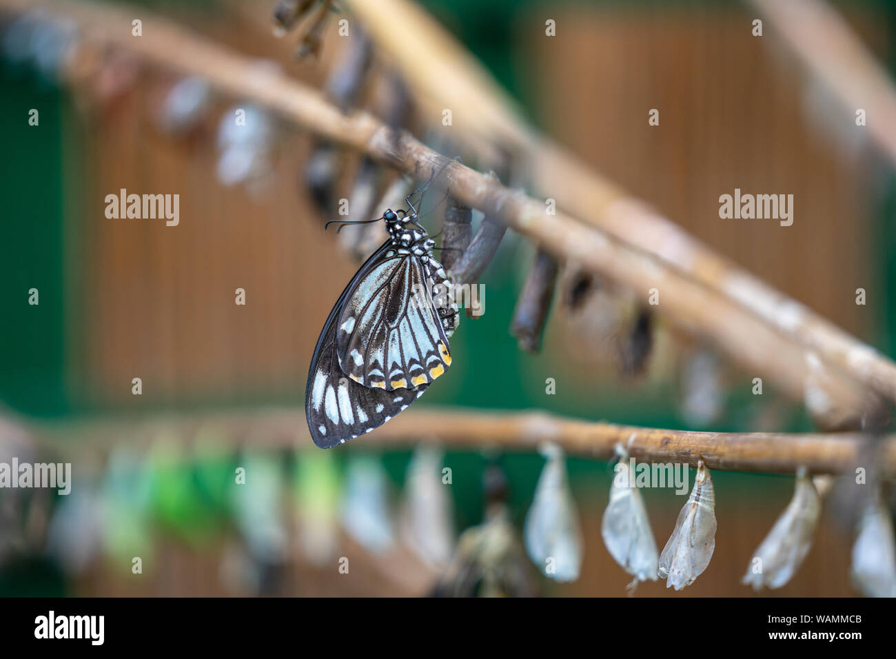 Closed wing butterfly near cocoons, at rest Stock Photo - Alamy