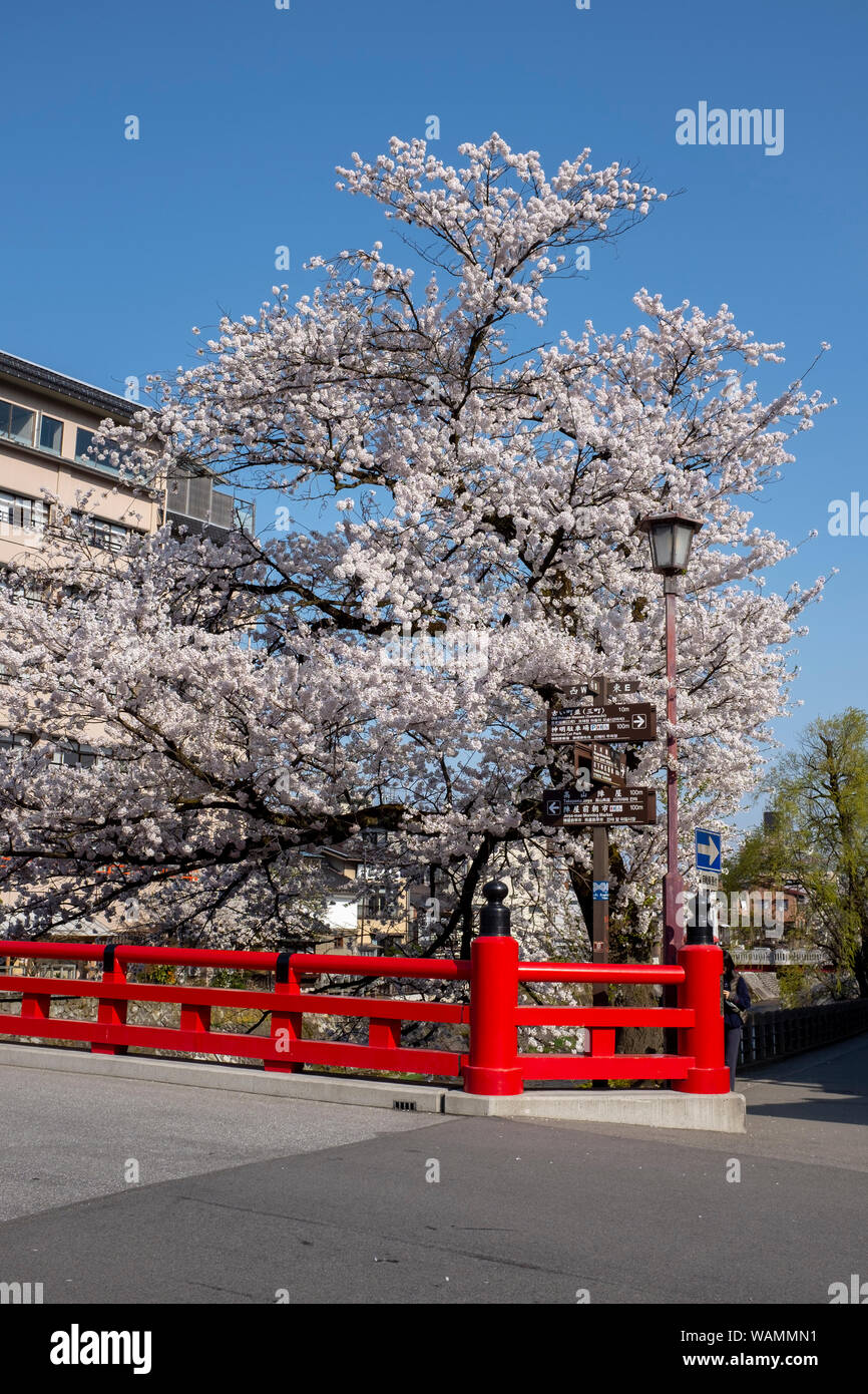 Cherry blossom at the distinctive red Nakabashi bridge, Takayama, Japan ...