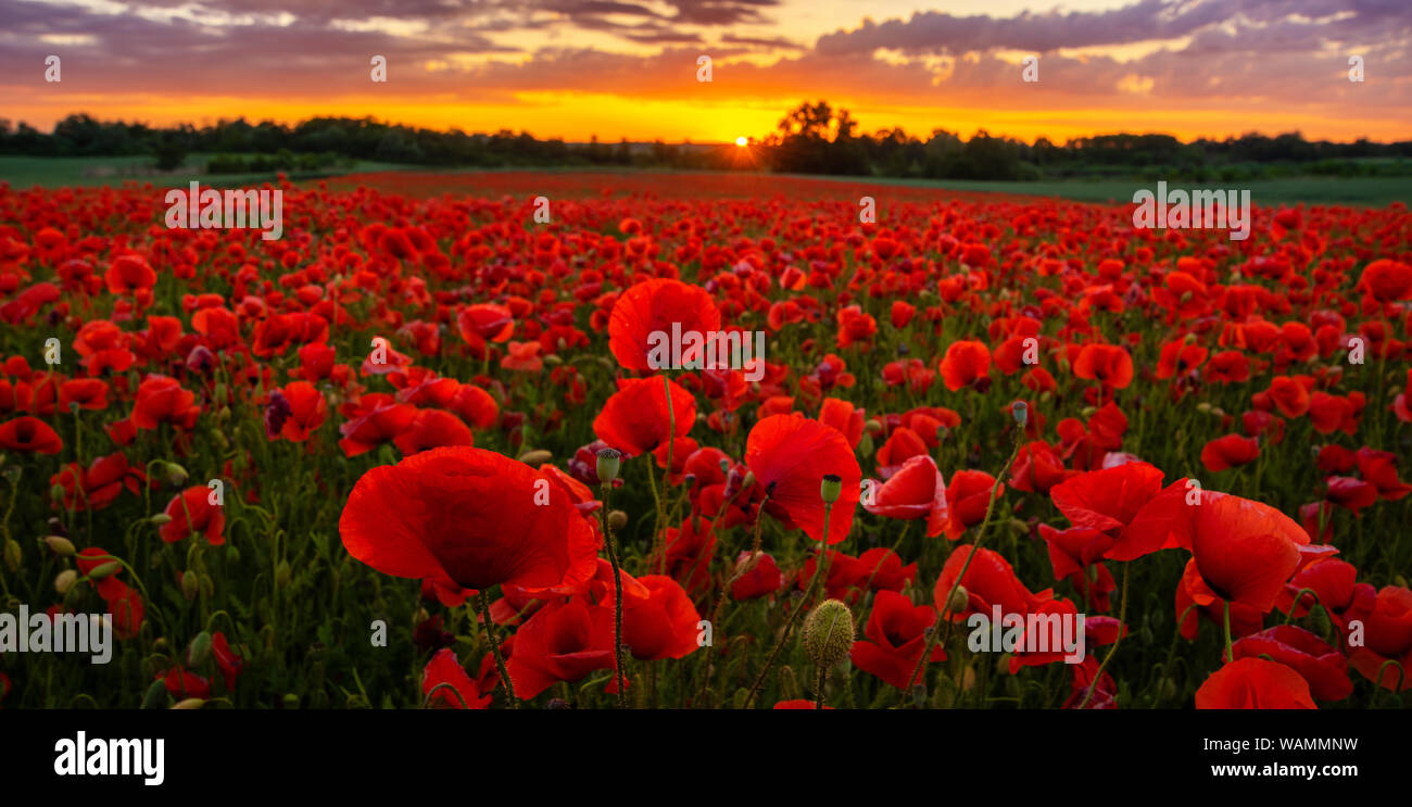 Beautiful red poppies sunset hi-res stock photography and images - Alamy
