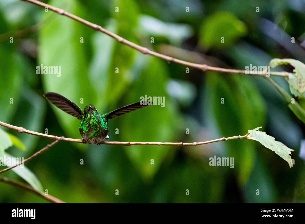 Hummingbird In Costa Rica Stock Photo - Alamy