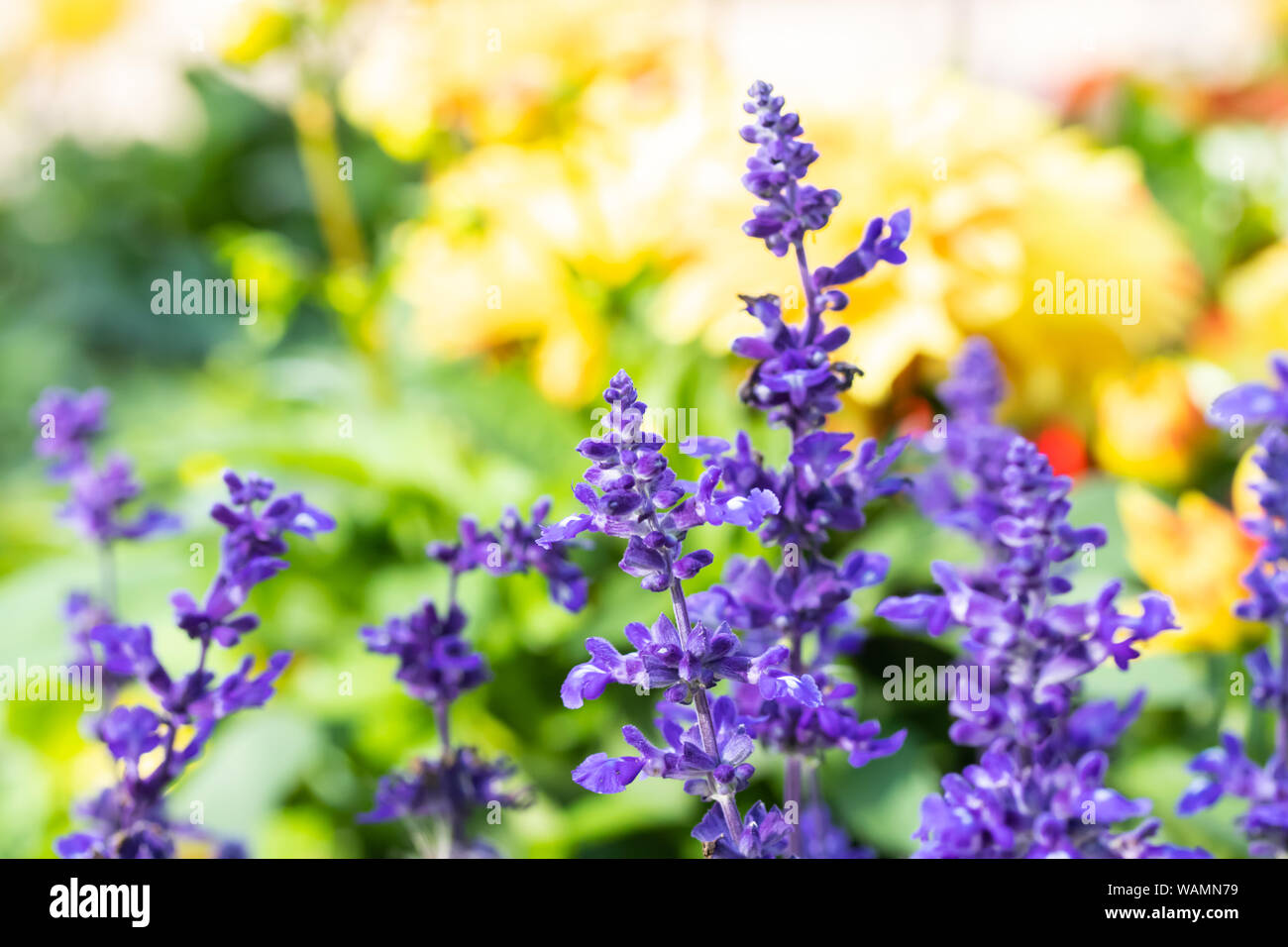 Beautiful blue flowers of salvia officinalis at summer Stock Photo - Alamy