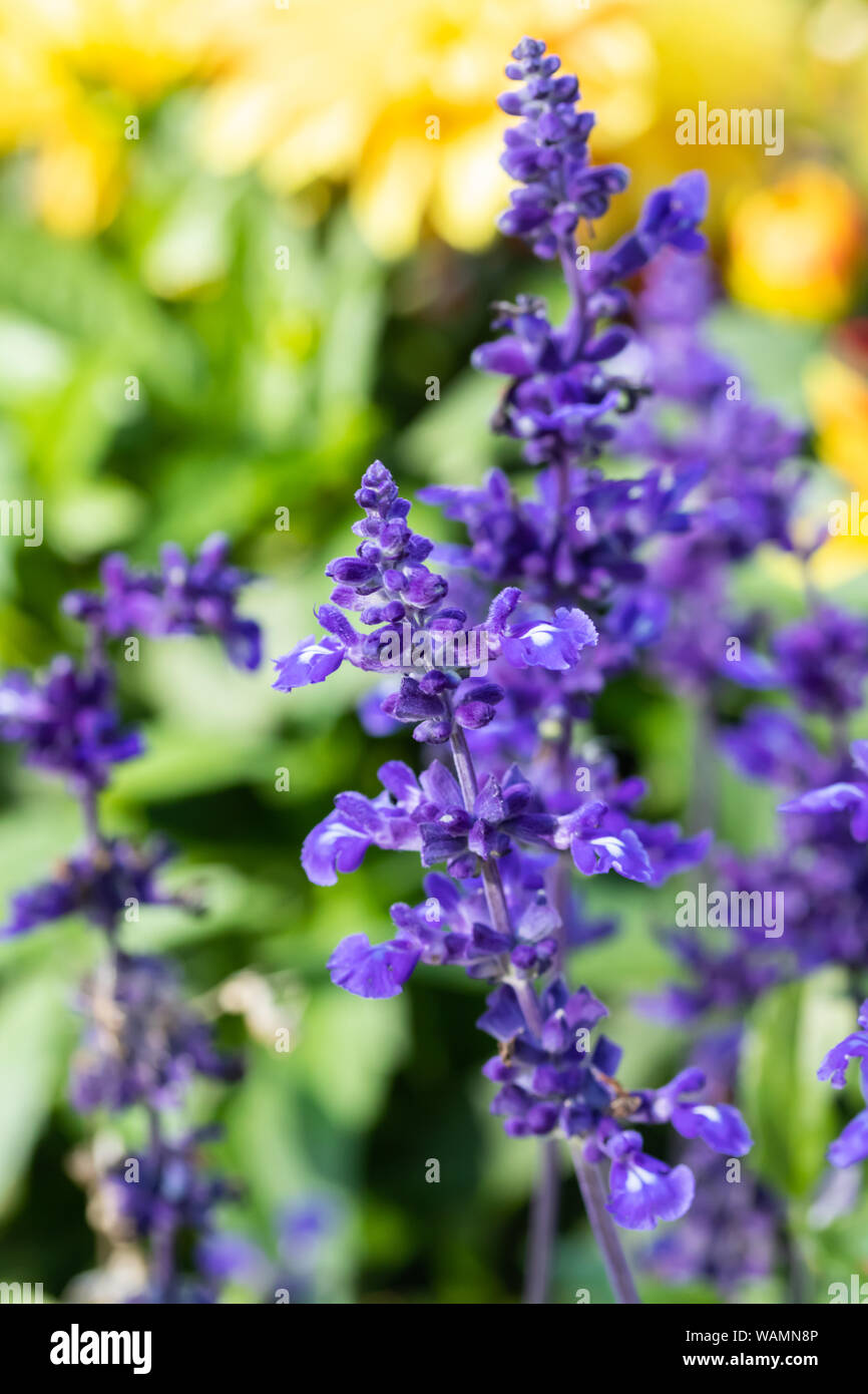 Beautiful blue flowers of salvia officinalis at summer Stock Photo - Alamy