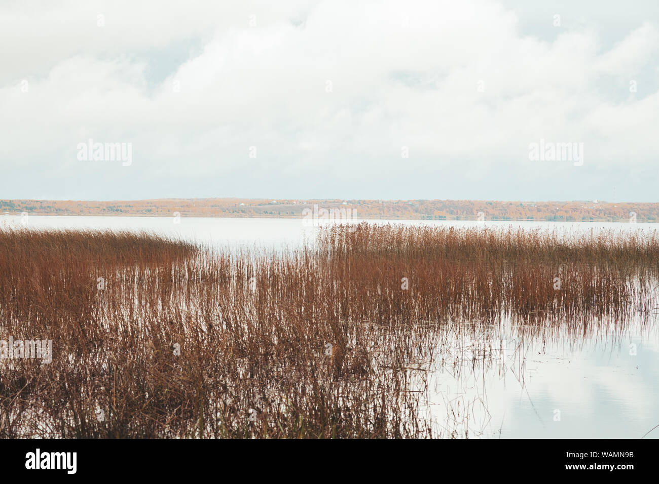 beautiful fall nature of water with plants. brown color Stock Photo - Alamy