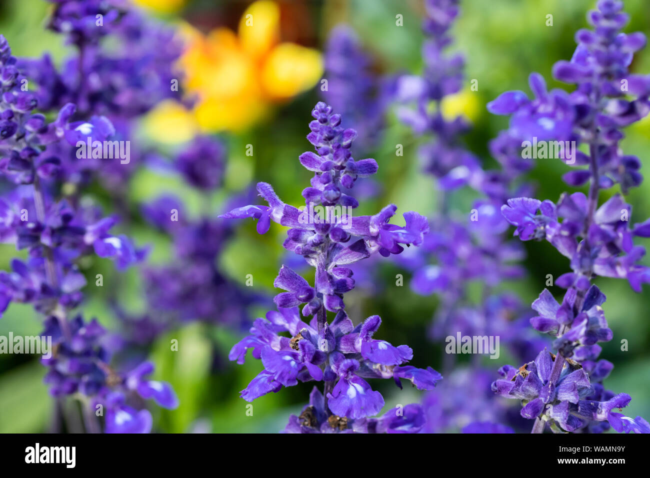 Beautiful blue flowers of salvia officinalis at summer Stock Photo - Alamy