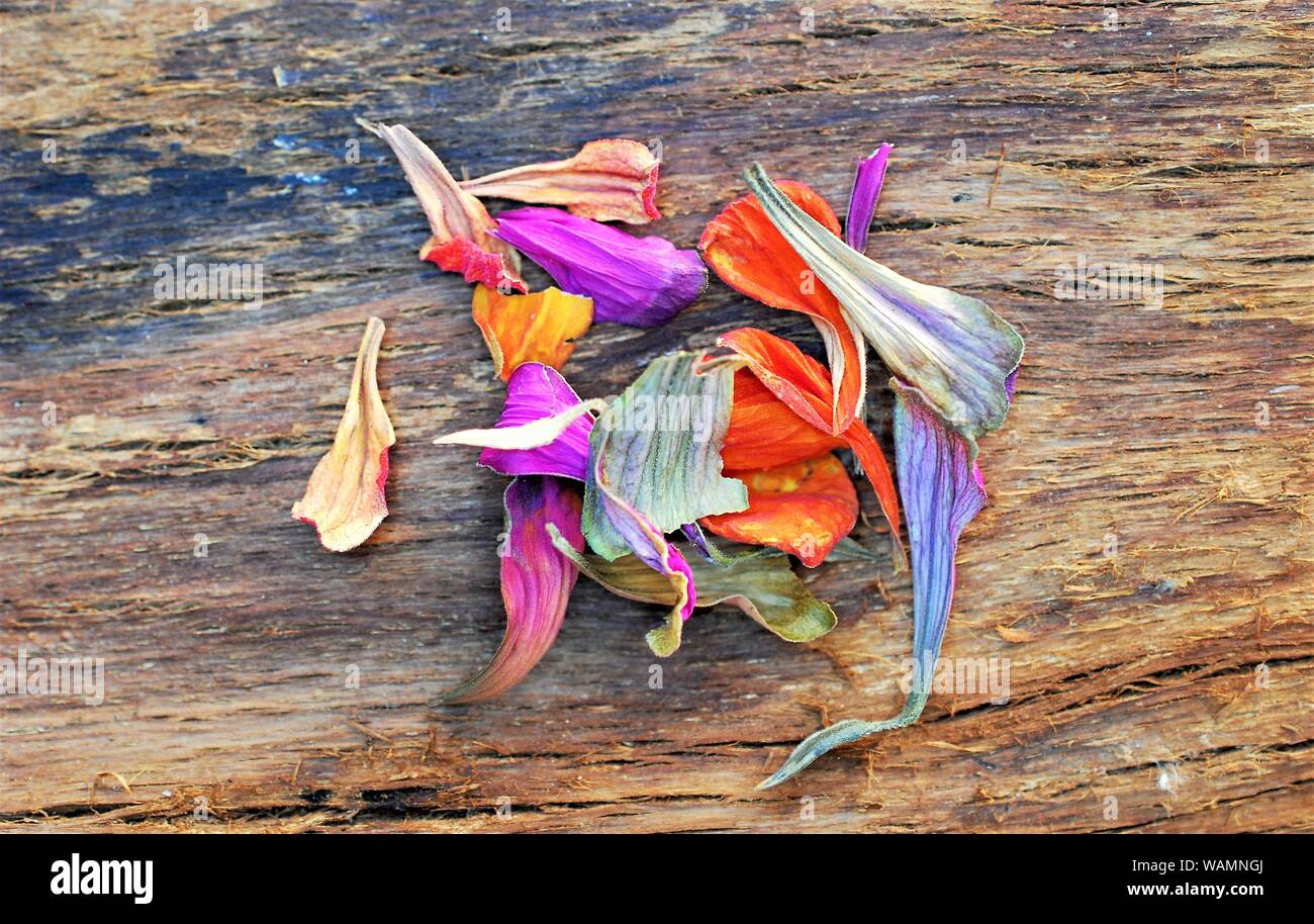 dry gerbera flower Stock Photo - Alamy