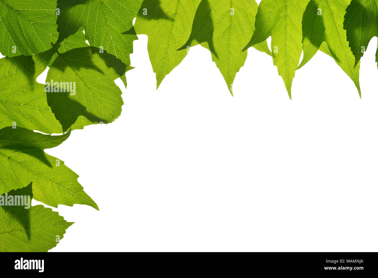 Backgrounds frame photograph of overlapping leaves isolated on white ...