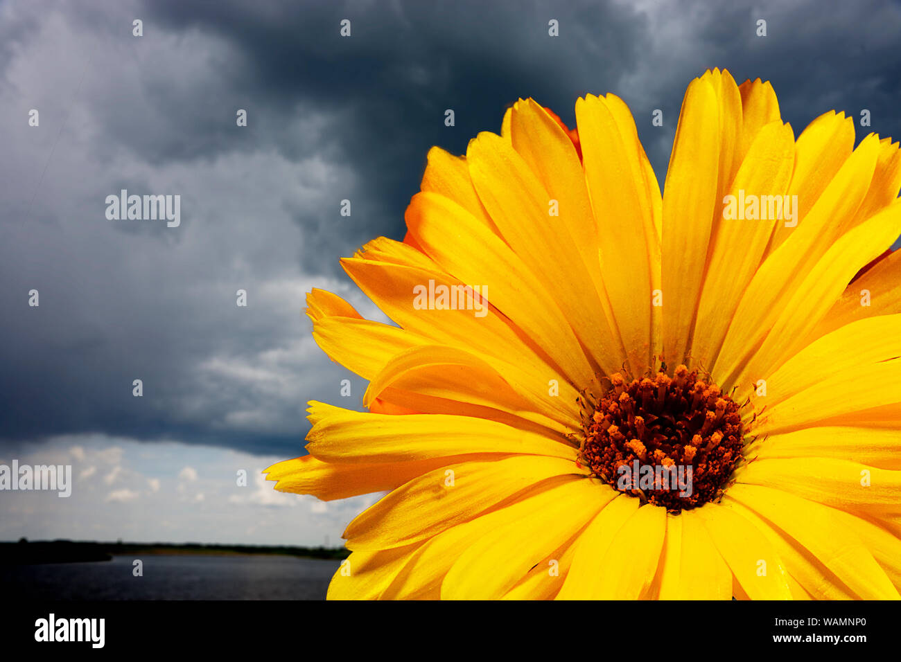 Composite flower head hi-res stock photography and images - Alamy