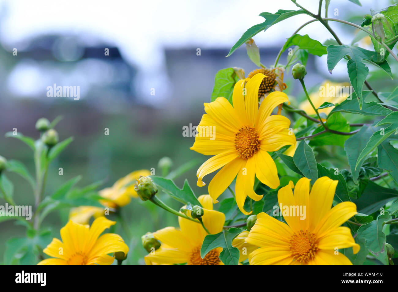 Mexican sunflower or Mexican sunflower weed, Tithonia diversifolia ...