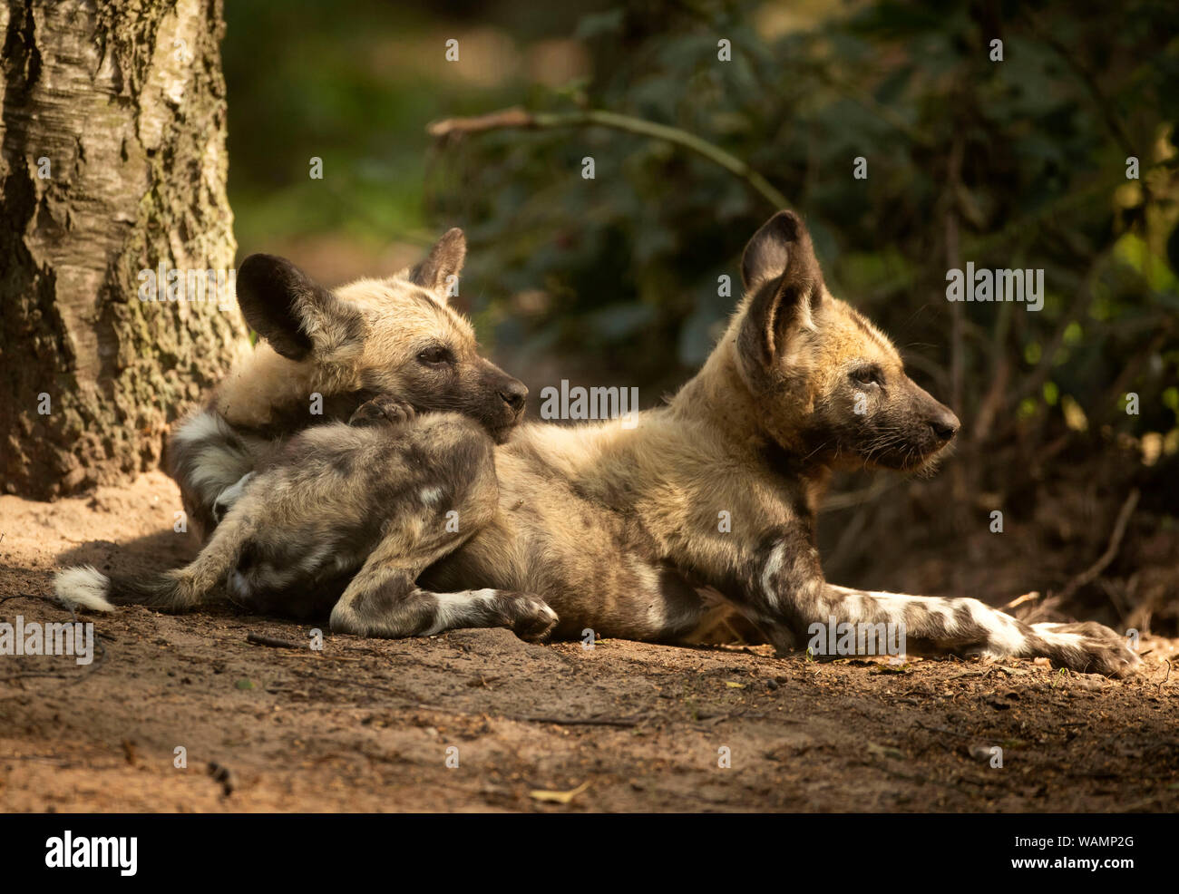 Lehana and Lembani, two Painted Dog puppies at Yorkshire Wildlife Park ...