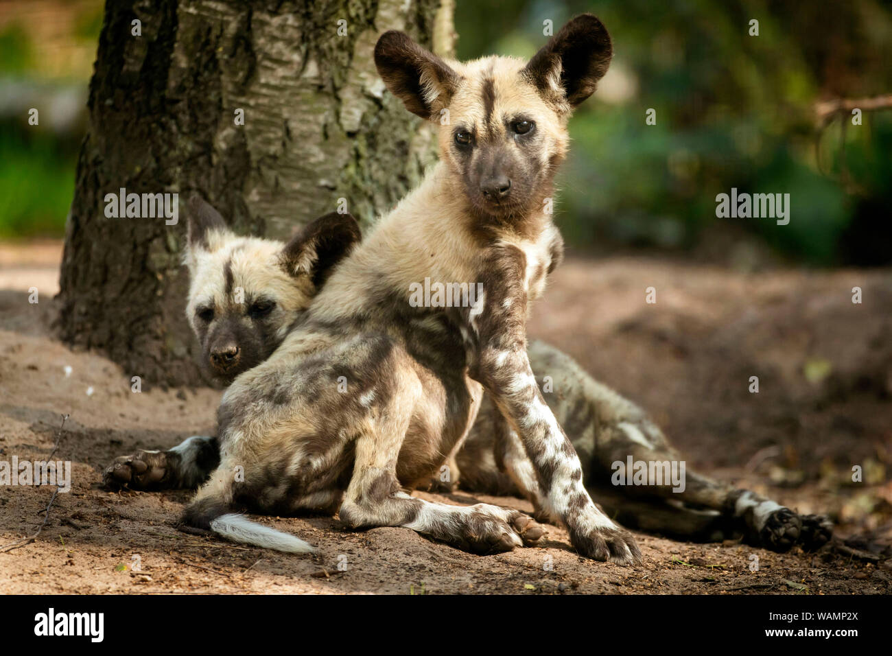 Lehana and Lembani, two Painted Dog puppies at Yorkshire Wildlife Park ...