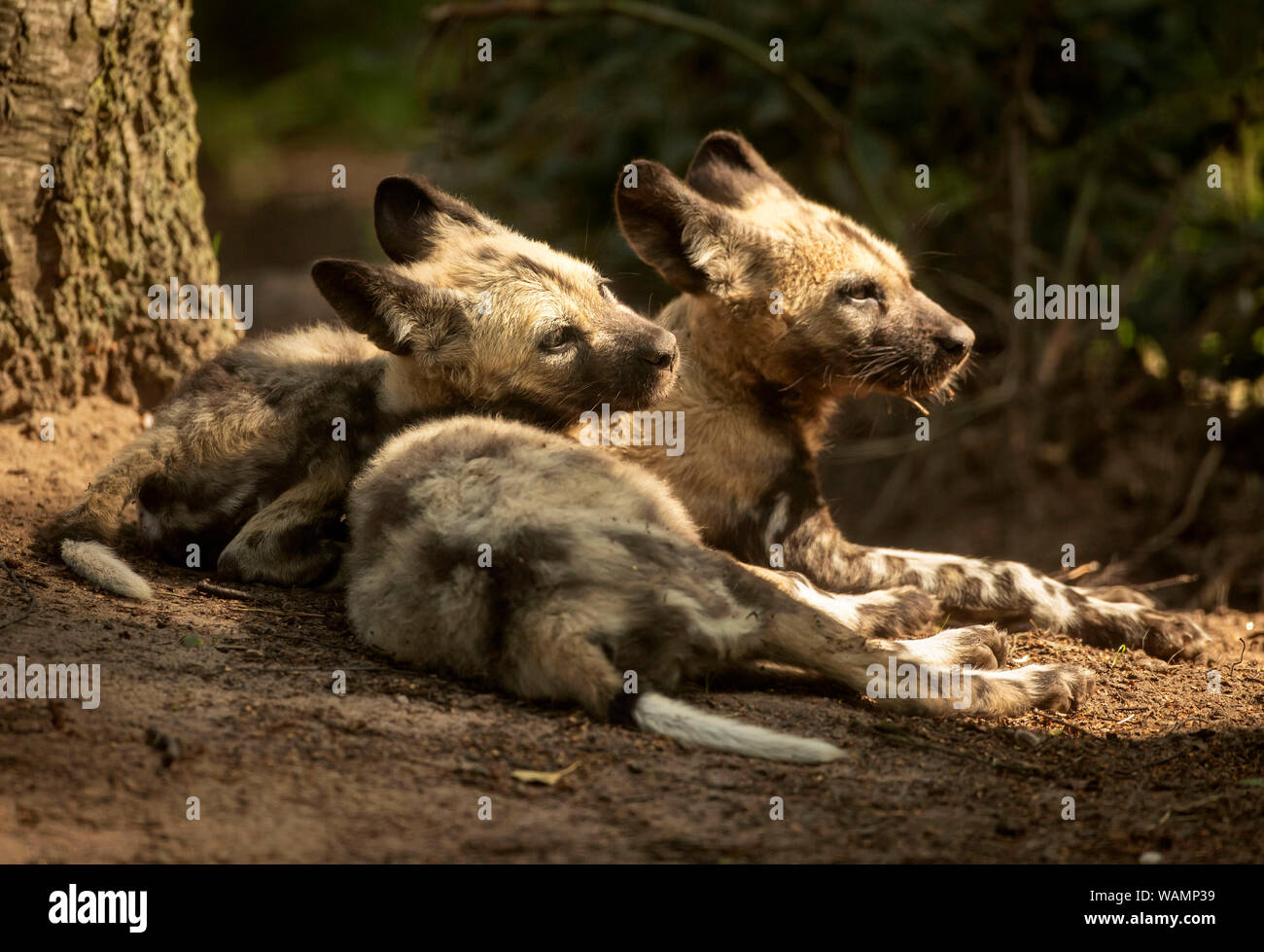 Lehana and Lembani, two Painted Dog puppies at Yorkshire Wildlife Park ...