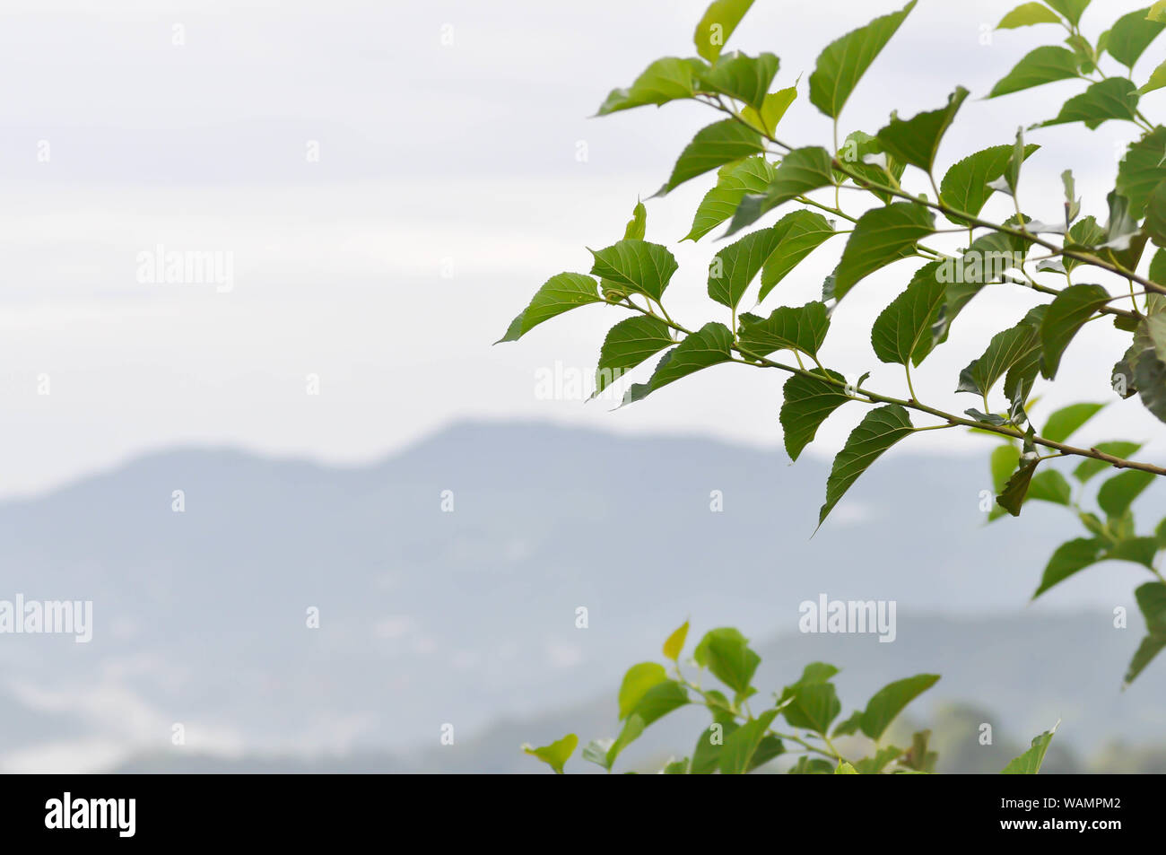 sky ,cloud ,tree and mountain background Stock Photo - Alamy