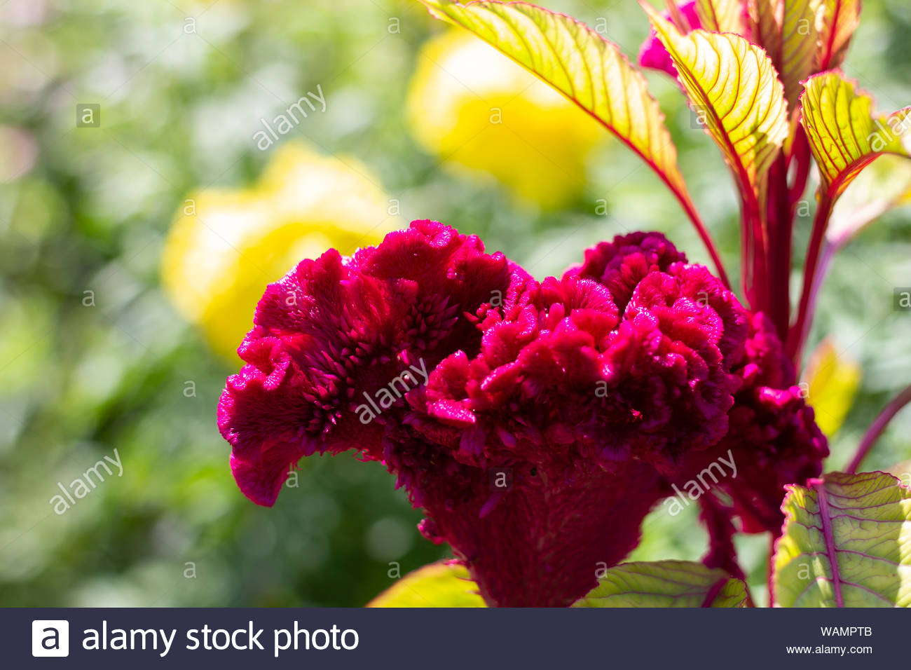 Purple Velvet Plant Stock Photos & Purple Velvet Plant Stock Images - Alamy