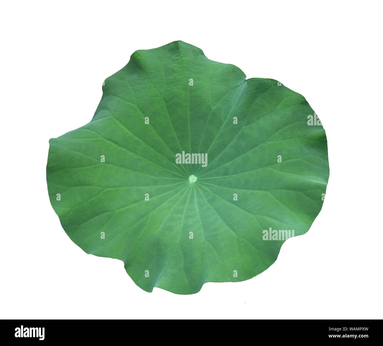 A Lotus leaf on white background Stock Photo - Alamy