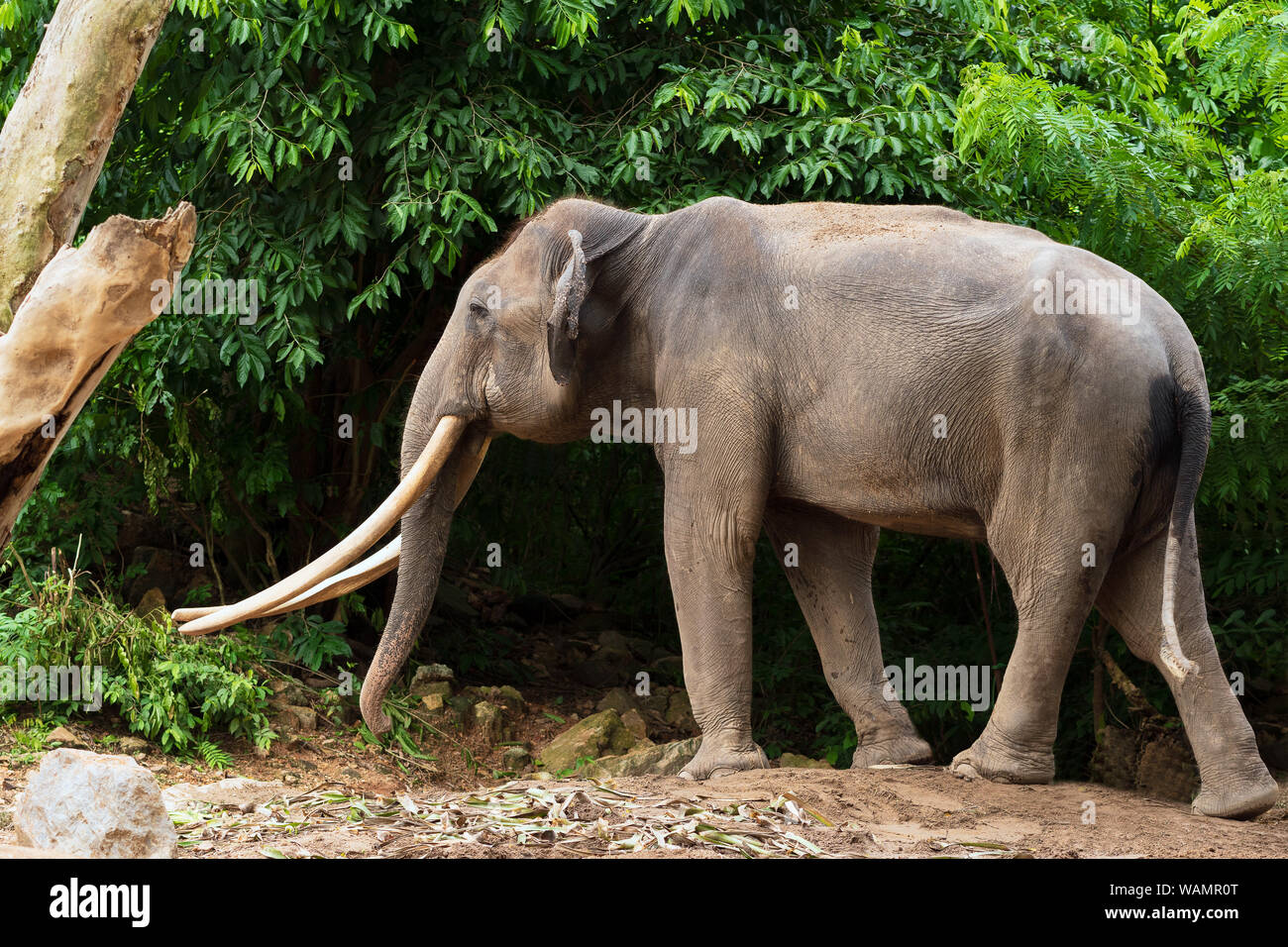 Wild asian big elephant have long ivory walking in the rainforest Stock ...
