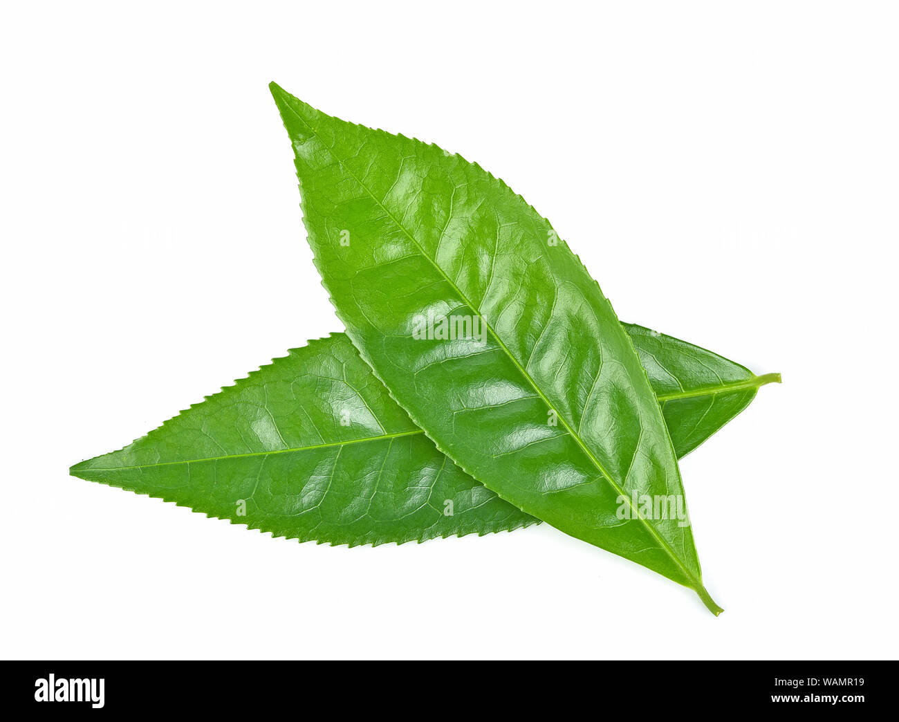 Two green tea leaf isolated on white background Stock Photo - Alamy