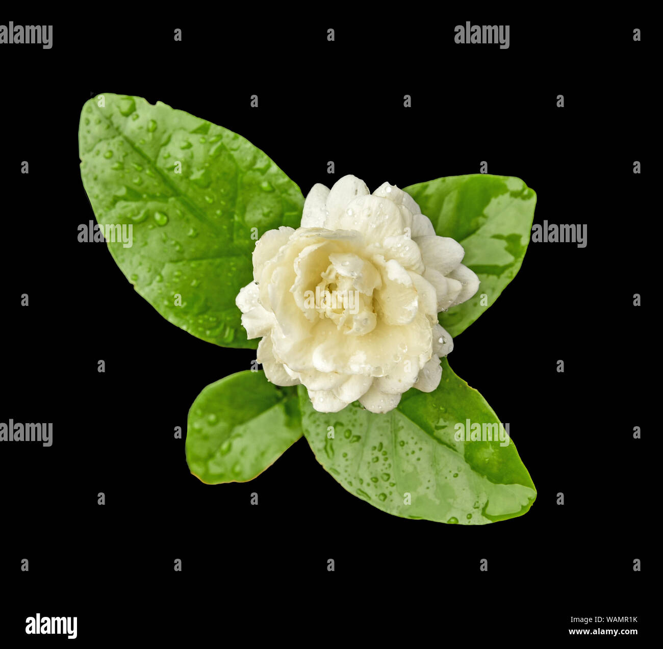 Top view of lotus on black background Stock Photo - Alamy