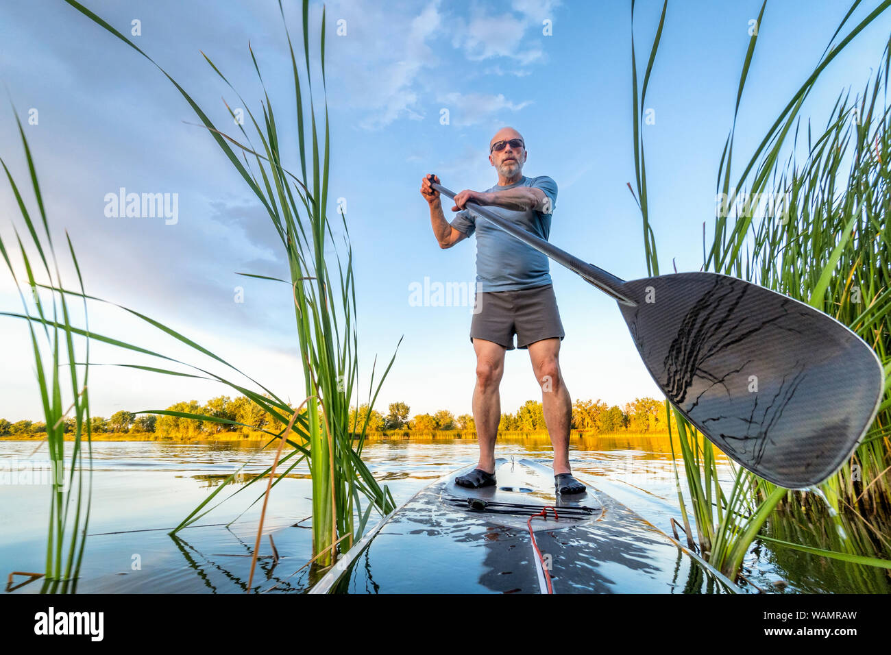senior male paddler is paddling stand up paddleboard through reeds on a ...