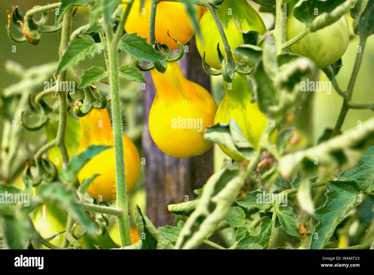 Yellow Teardrop Tomato Ready To Be Be Harvested Stock Photo - Alamy
