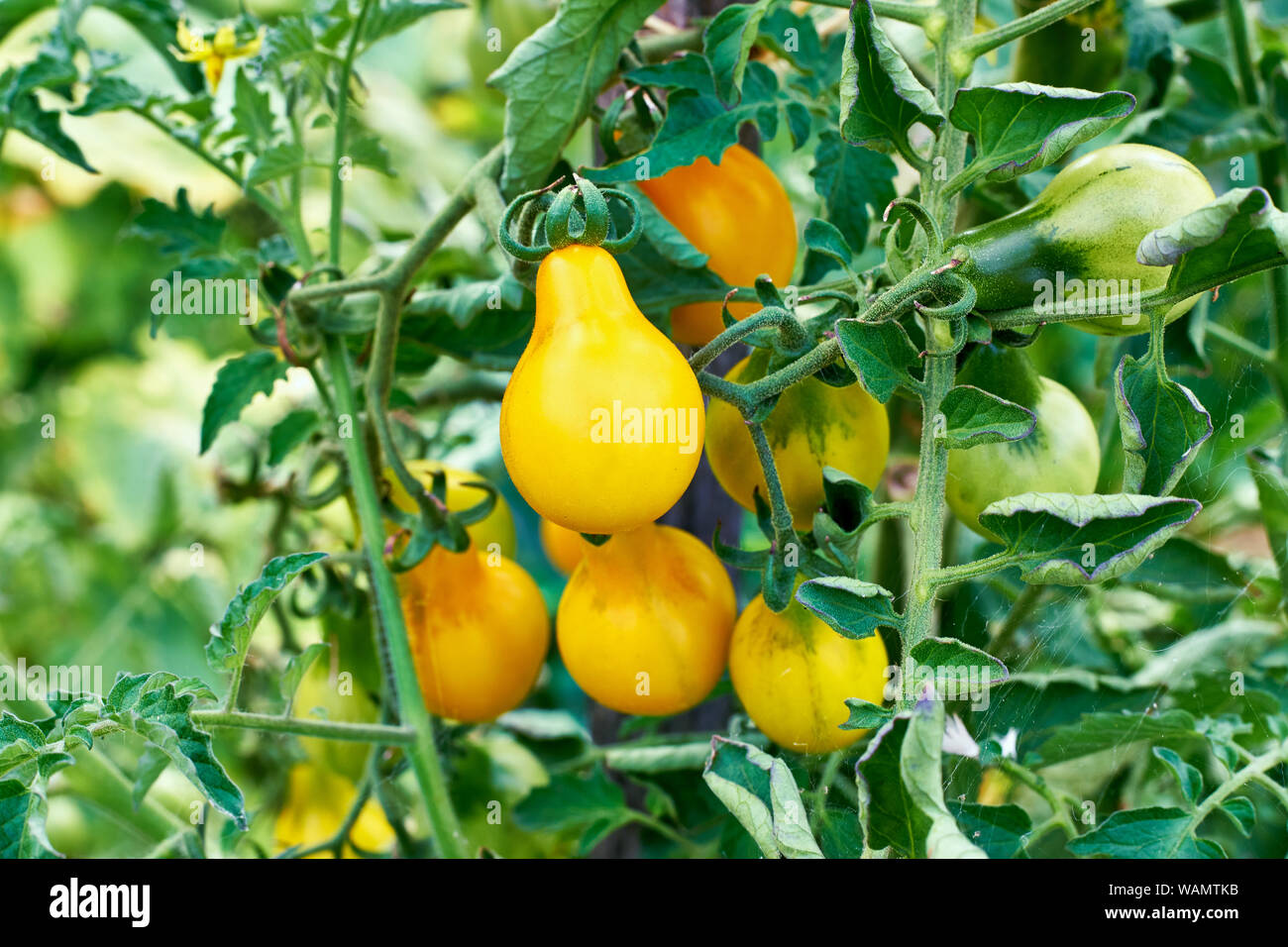 Yellow Teardrop Tomato Ready To Be Be Harvested Stock Photo - Alamy
