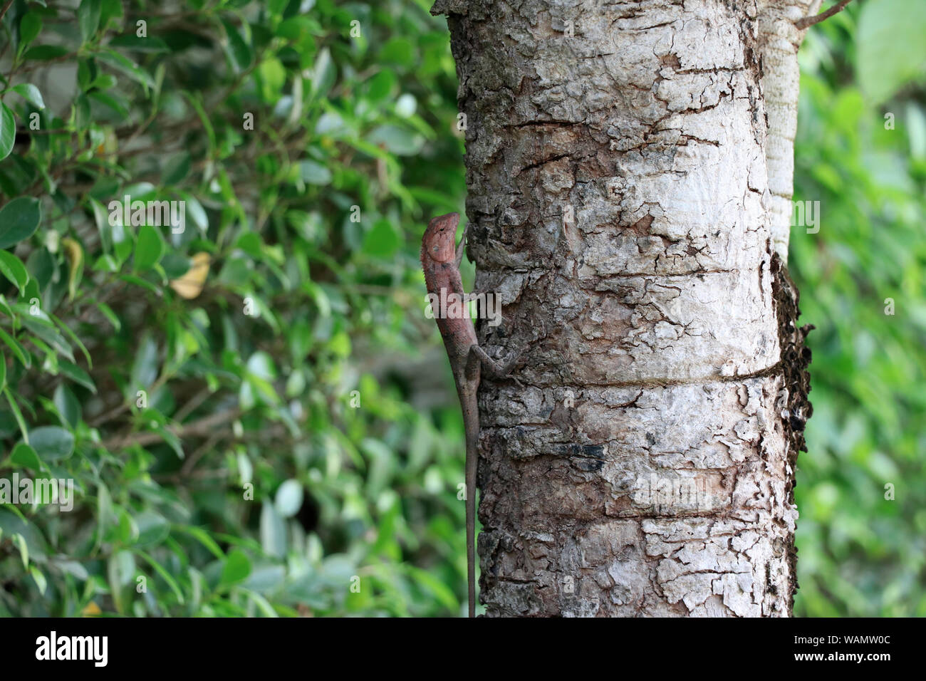The lizard is on the tree. The lizard tried to camouflage the ...