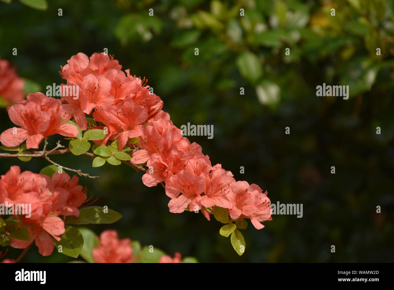 Pretty clusters of red flower blossoms on an azalea bush Stock Photo ...