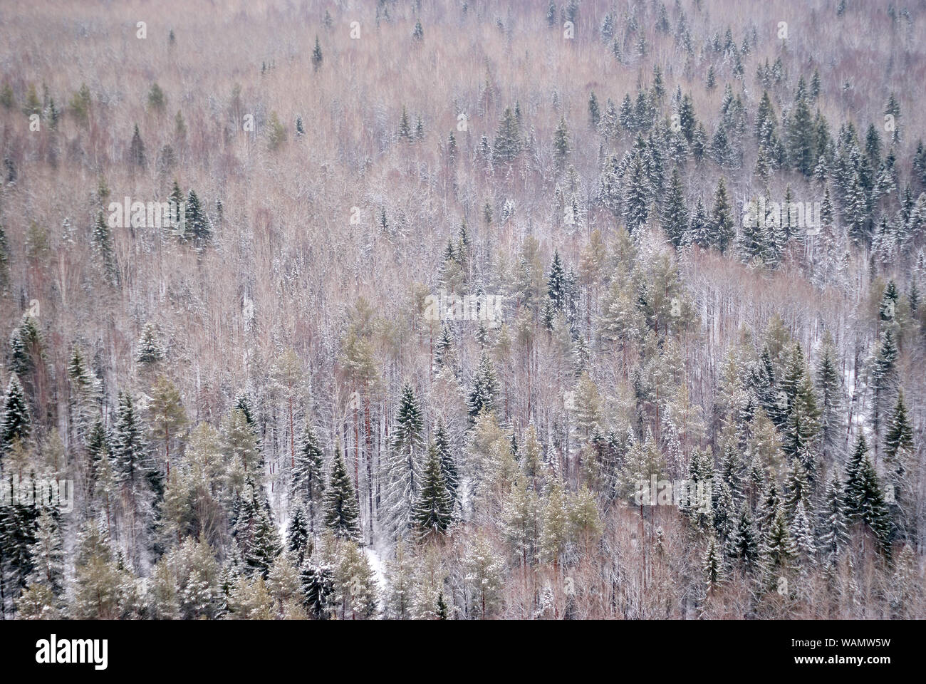 background, landscape - snowy winter forest, taiga, top view Stock ...