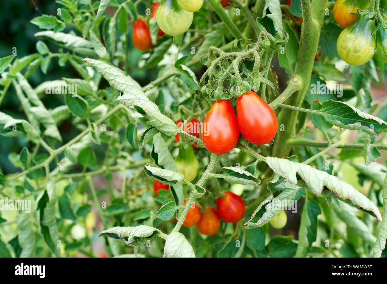 Teardrop tomato hi-res stock photography and images - Alamy