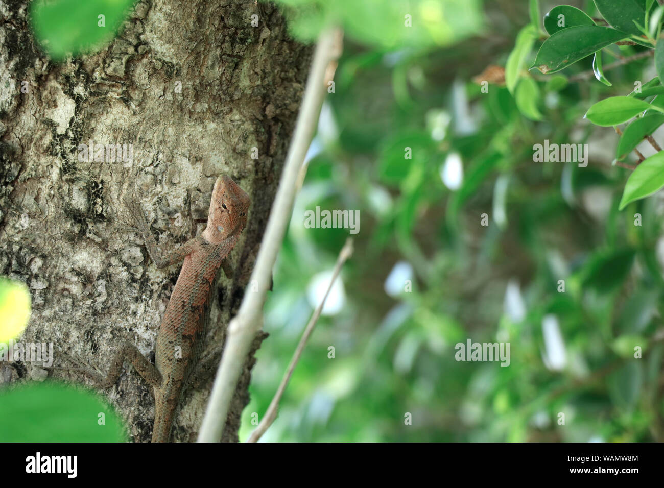 The lizard is on the tree. The lizard tried to camouflage the ...