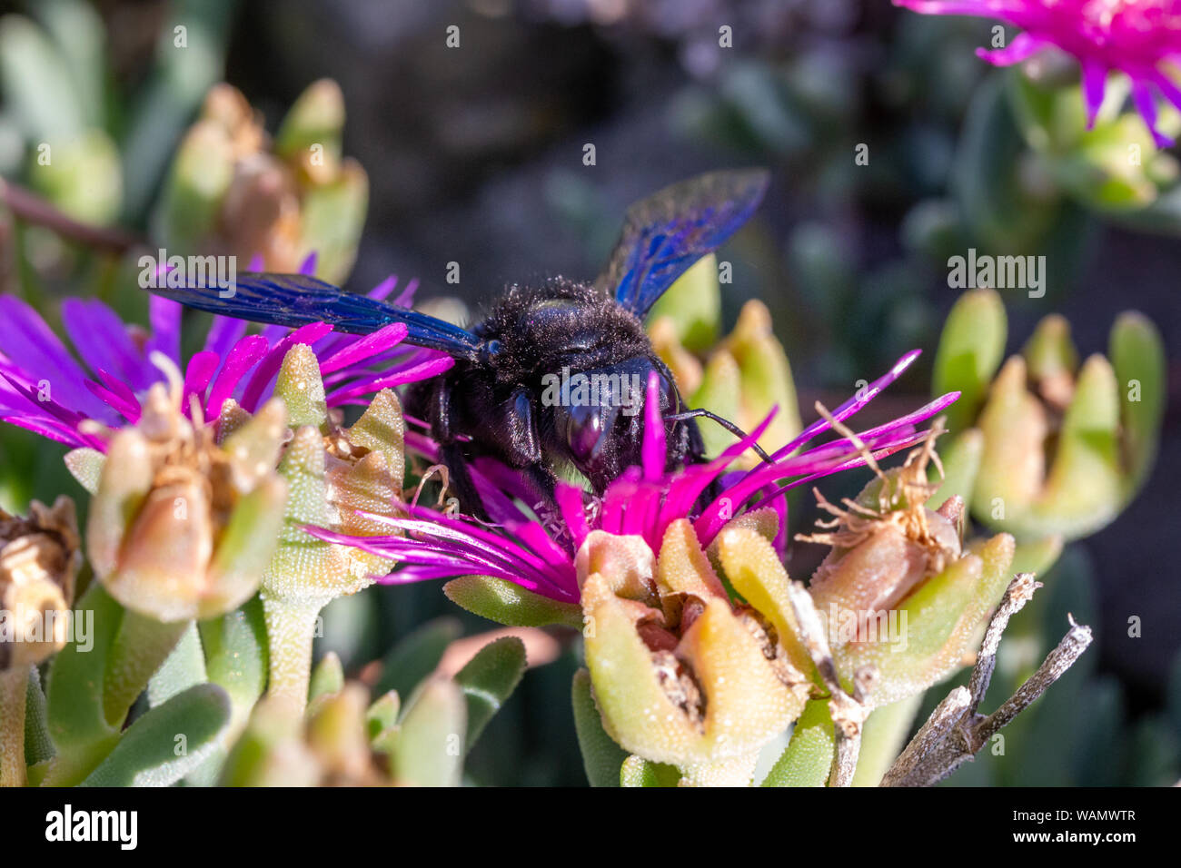 Violet Carpenter bee (Xylocopa violacea) feeding on nectar from the ...