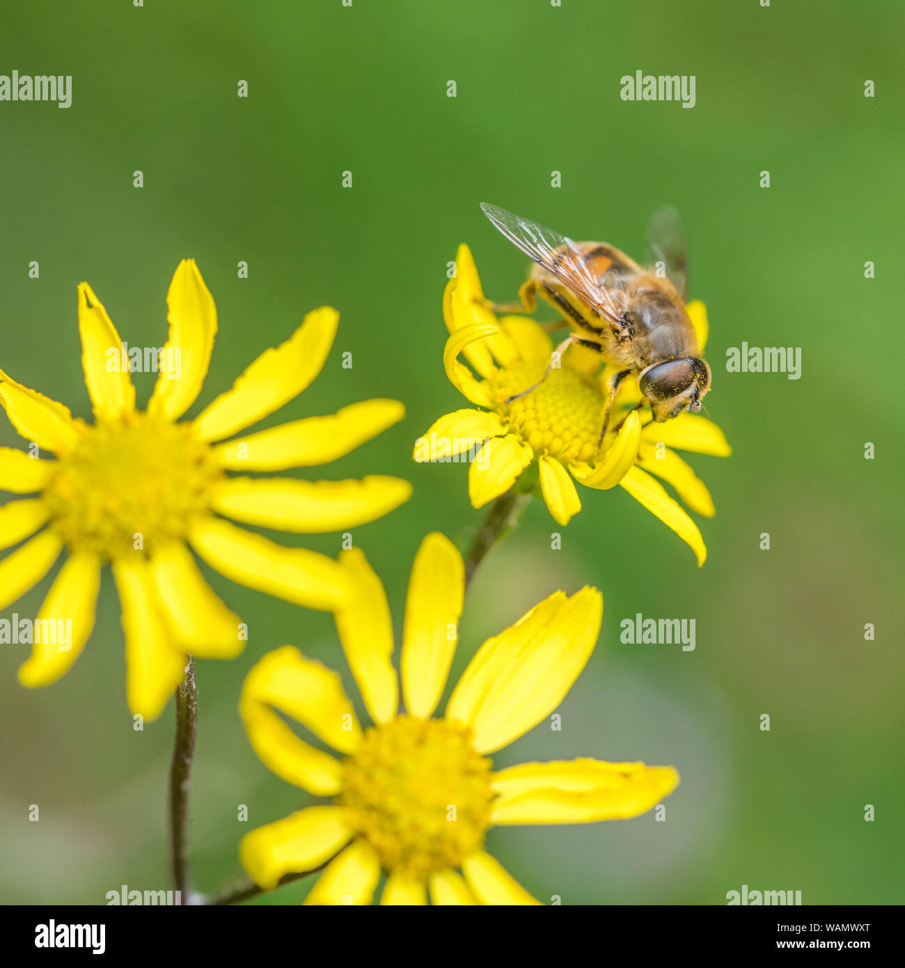 Weeds act hi-res stock photography and images - Alamy