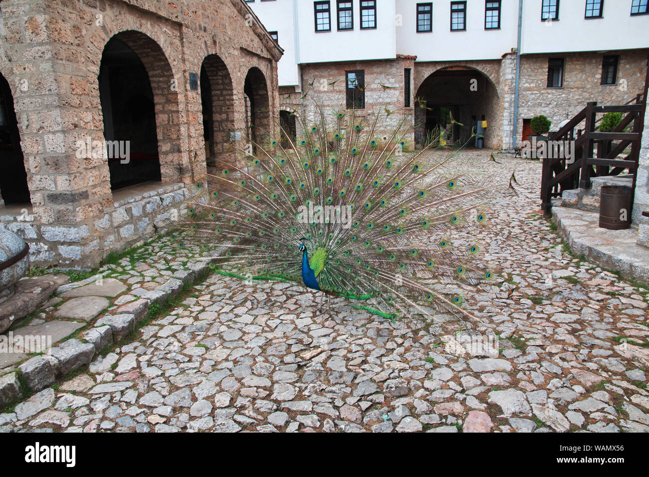 Peacock saint naum monastery hi-res stock photography and images - Alamy