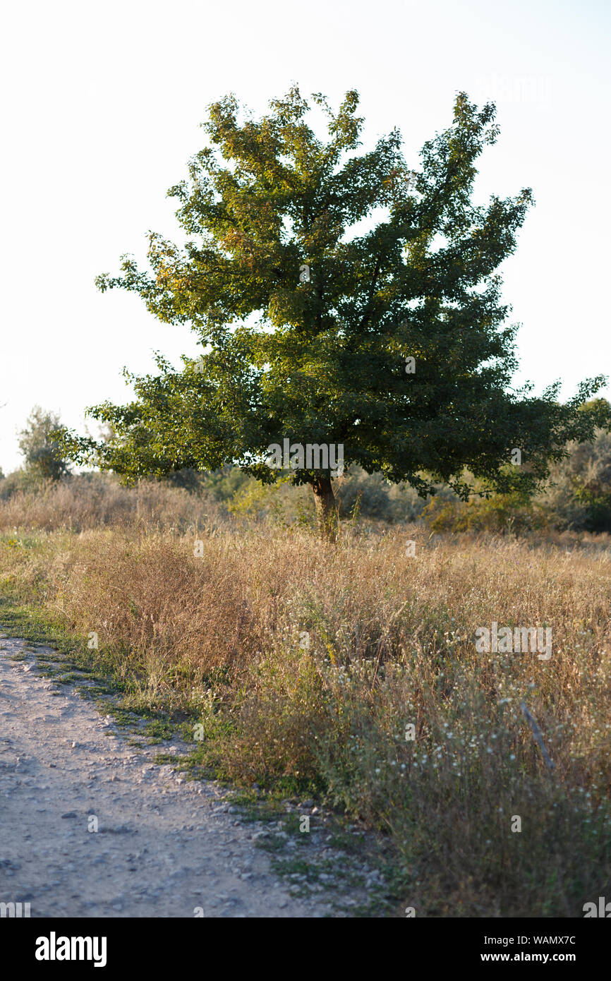 Pears ripen on the tree hi-res stock photography and images - Alamy