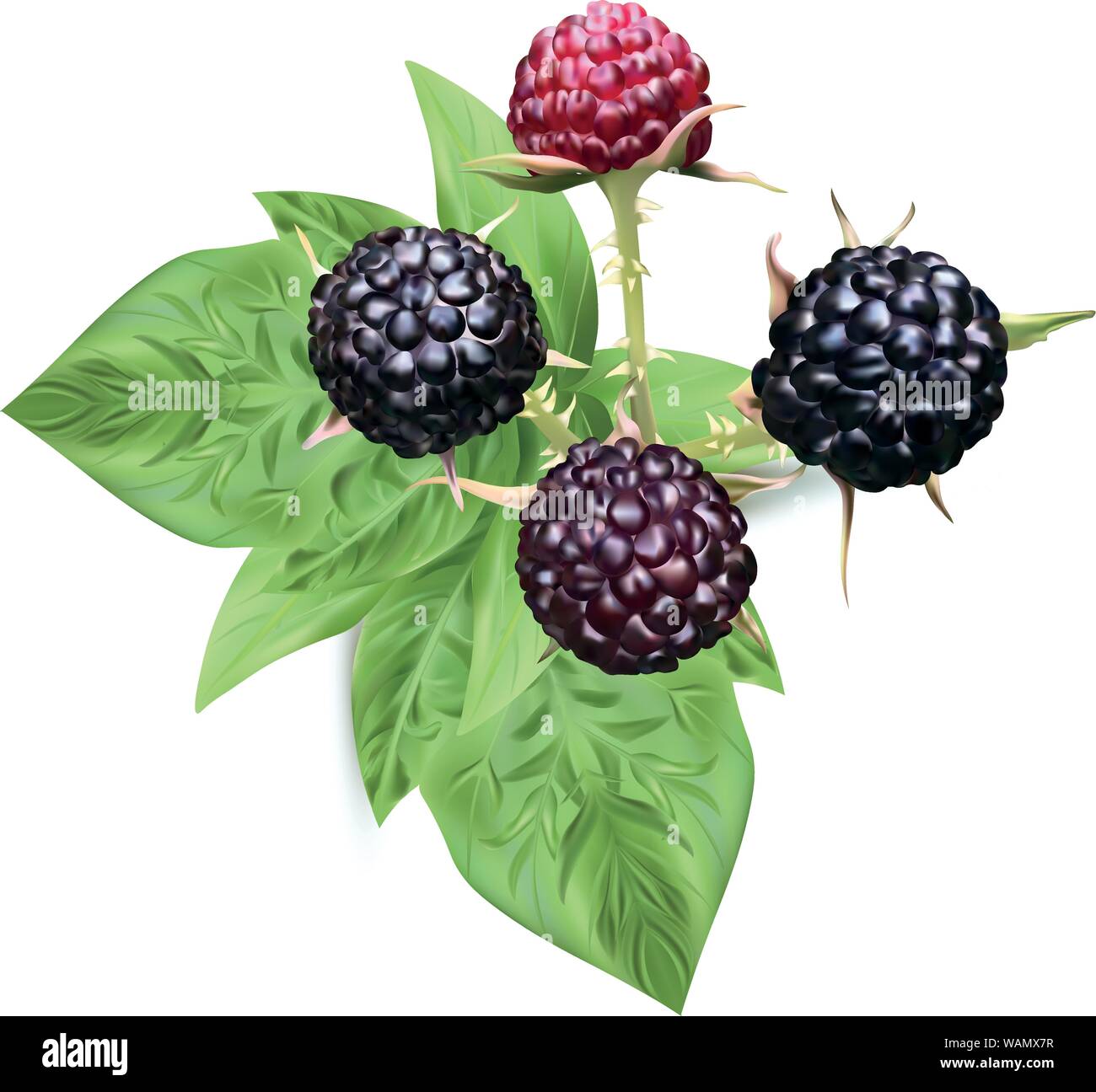 3D realistic black raspberry isolated on white background. Collection ...