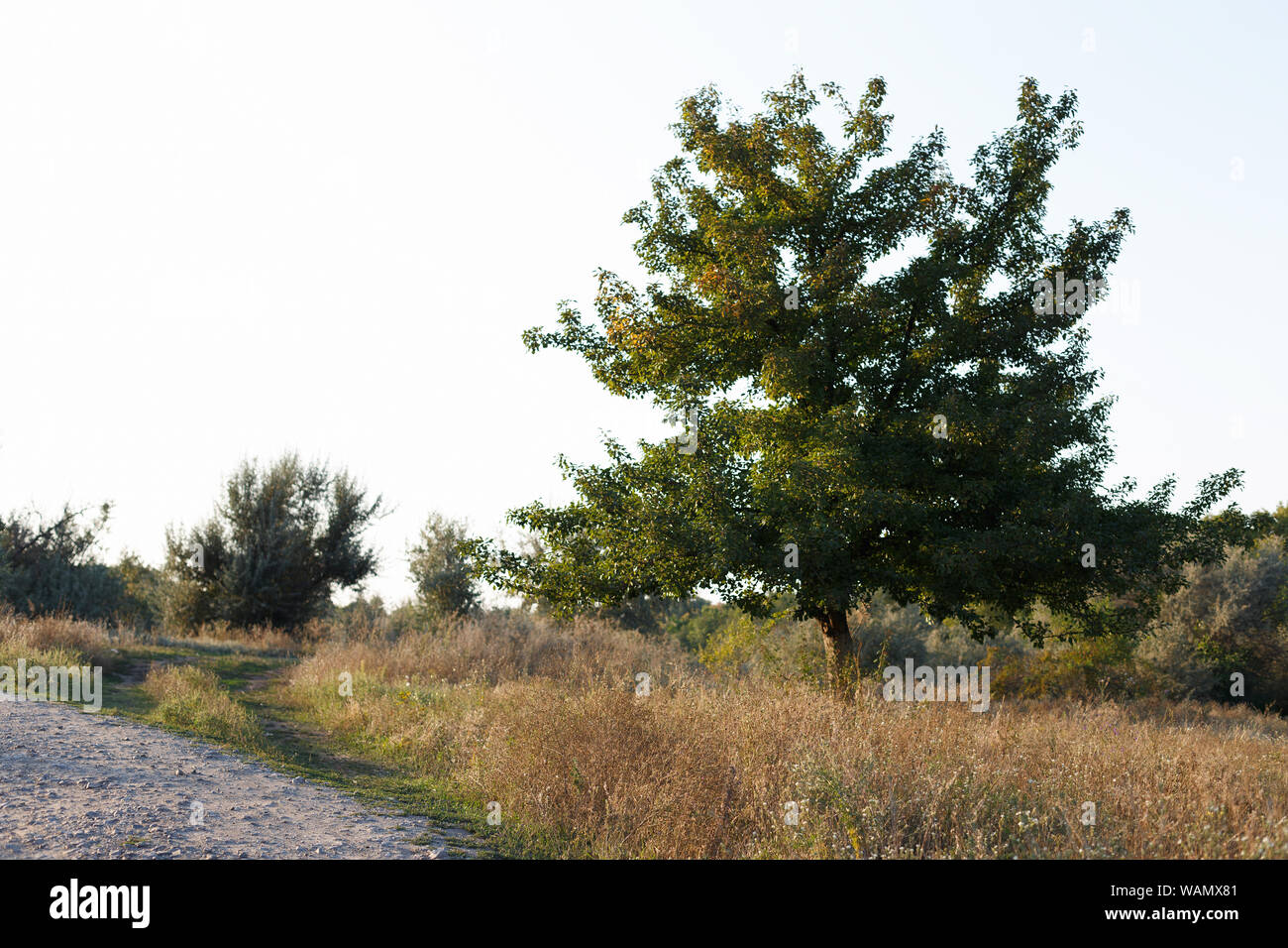 Pear tree in the meadow on sunset Stock Photo - Alamy